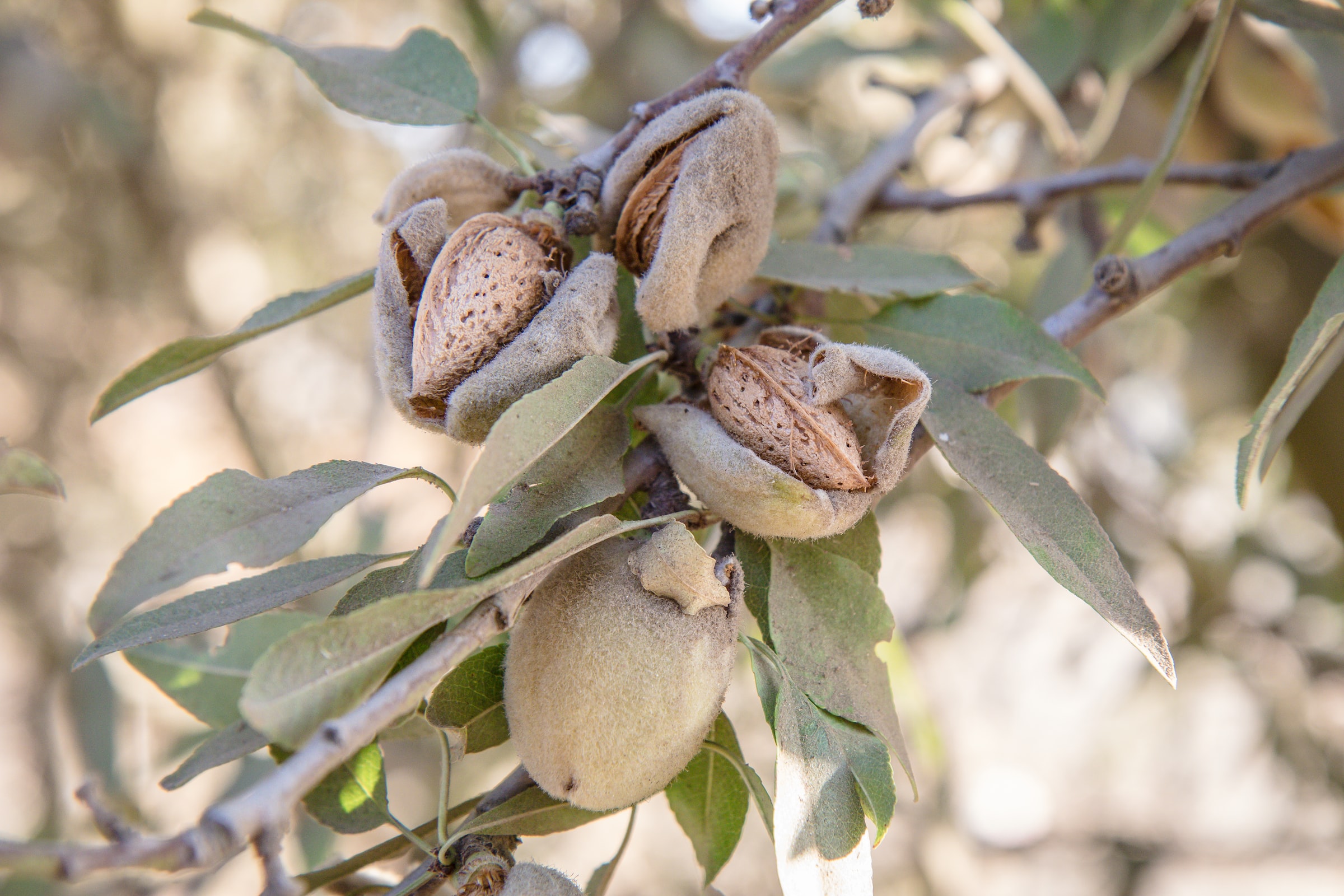Almond Industry Celebrates Second-Largest Crop and Shipping Year, Moves ...